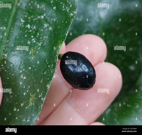 Pitaviaster Haplophyllus Plantae Australia North Queensland