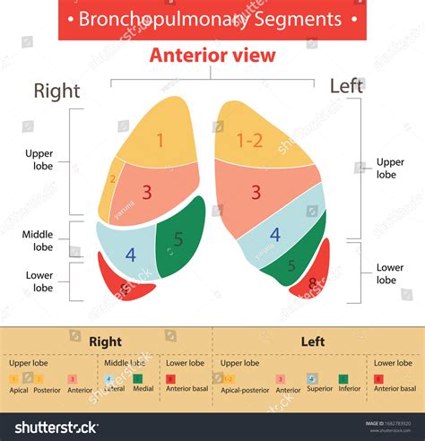Vektor Stok Bronchopulmonary Segments Anterior View Lungs Tanpa