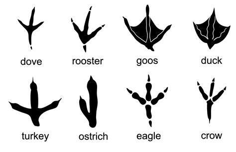 Bird Tracks With Name Set Avian Tracks On A White Background Bird
