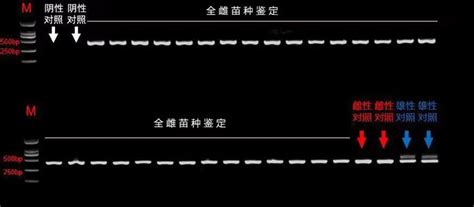 特稿 实验室张全启教授团队实现许氏平鲉全雌苗种规模化培育