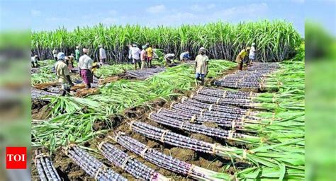 Tamil Nadu Govt Fixes Sugarcane Price At Rs 2850 Per Tonne Chennai