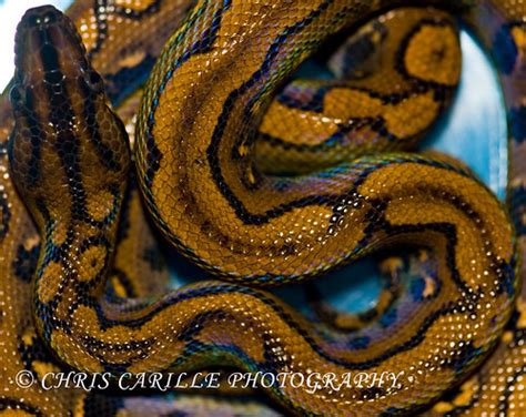 Shots Of Some Of My Epicrates Sp Field Herp Forum
