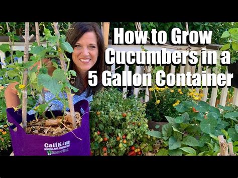 How A Cucumber Tent Trellis