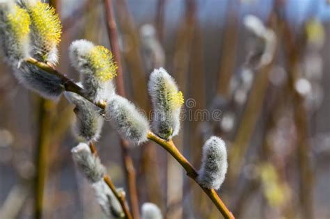 Fluffy Soft Willow Buds Stock Image Image Of Plant 271753543