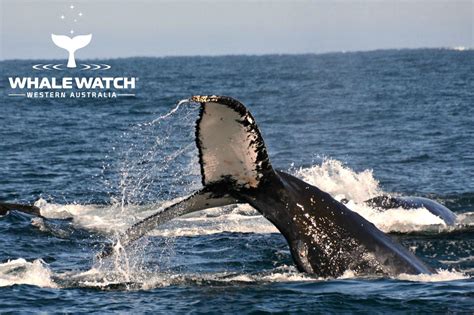 Whale Watching Experience From Perth Gidk