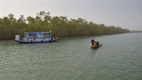 Sundari Tree In Sundarban Everything You Need To Know About It