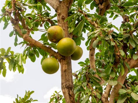 Bael Tree 200 000 Free Bael Tree And Tree Images Pixabay