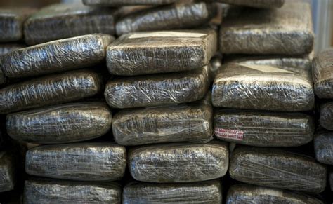 Decomisan 480 Kilos De Marihuana Armas Y Cartuchos