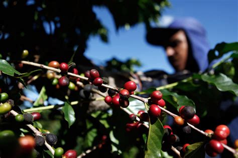 El Salvador se proyecta a sobrepasar el millón de quintales de café producidos según Ministerio