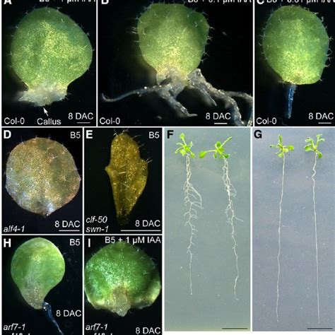 Pdf Wox11 And 12 Are Involved In The First Step Cell Fate Transition