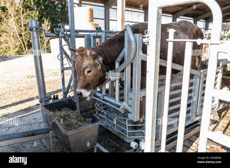 Cow Slaughterhouse Process