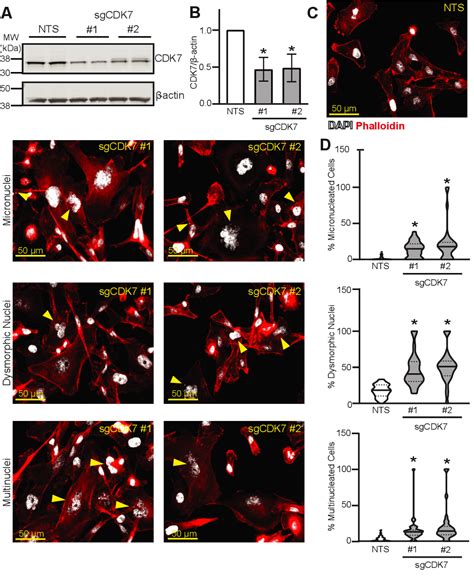 Figure 3 From Disruption Of CDK7 Signaling Leads To Catastrophic