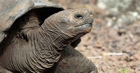 Ecuador Investigates Killing Of Four Galapagos Giant Tortoises New Straits Times