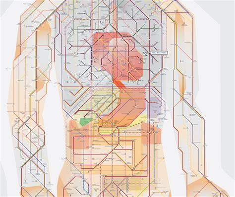 Seduced By The New A Subway Map Of Human Anatomy
