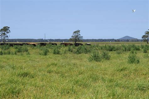 Non Selective Vs Selective Herbicides Choosing Weed Control