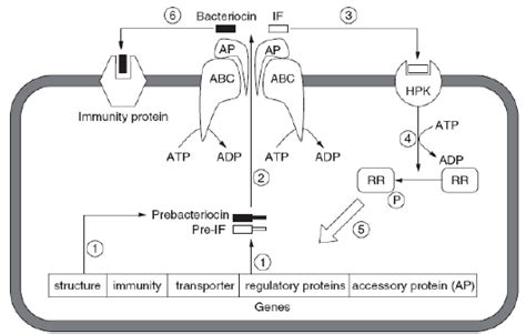 The Biosynthesis Of Class Ii Bacteriocins 1 Formation Of