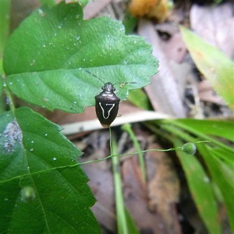 Flower Bug Bugguidenet