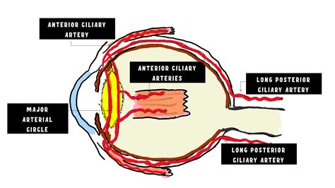 Anatomy Of Extraocular Muscles Eom Comprehensive Guide Insight