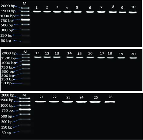 Full Length S Rrna Gene Bp Amplicons Of Bacillus Isolates