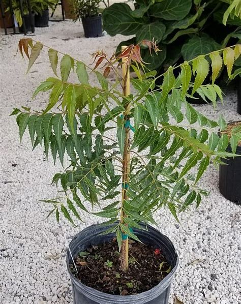 Azadirachta Indica Neem Tree Indian Lilac Plantvine