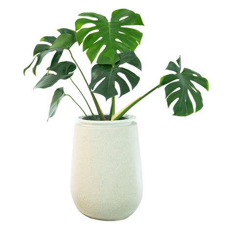 21 Best Indoor Trees And Tropical Plants To Grow In Your