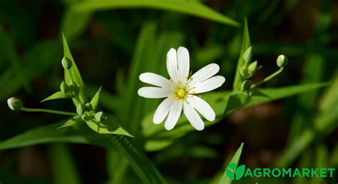 Як позбутися мокриці в городі Agro Market