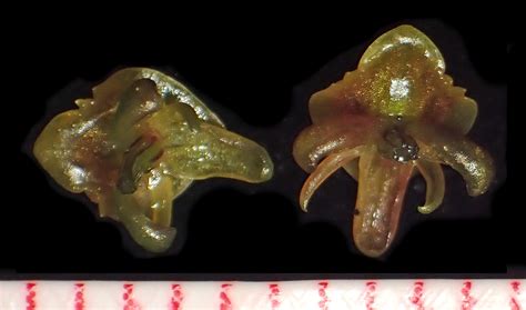 Crepidium Orchidaceae