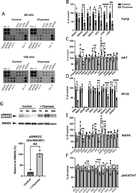 Effect Of Chymase On Signaling Pathways In Human Osteoblasts Primary