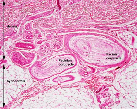 Sensory Touch Development Embryology
