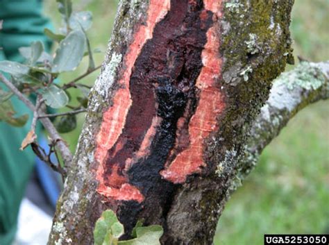Phytophthora Cinnamomi Plant Parasites Of Europe