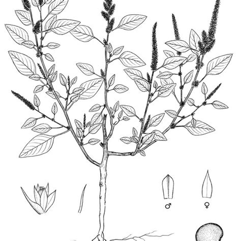 Amaranthus Spinosus A Rama Reproductora B Detalle De La Flor C