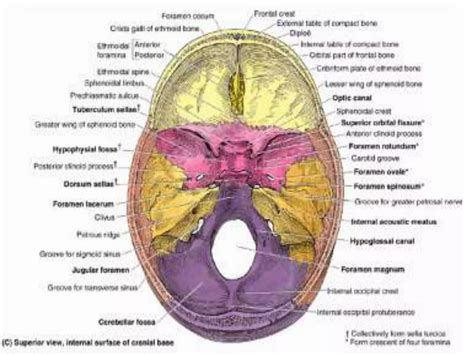 1 Osteology Of The Skull Cranium Pptx