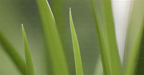 흐릿한 배경의 푸른 잔디 클로즈업 사진 Unsplash의 풀 이미지