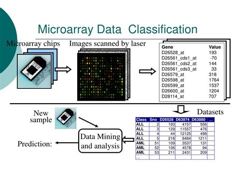 Ppt Microarray Powerpoint Presentation Free Download Id6629535