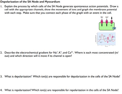 Solved Depolarization Of The Sa Node And Myocardium Explain