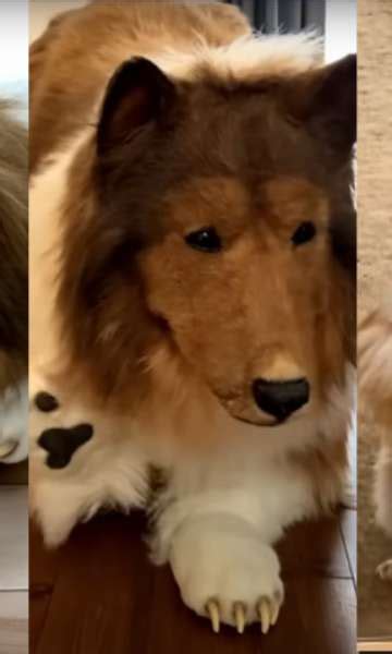 Japonês Que Gastou R 75 Mil Para Se Transformar Em Cachorro Faz 1º