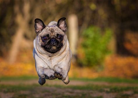 Hops Mops Foto And Bild Tiere Haustiere Hunde Bilder Auf Fotocommunity