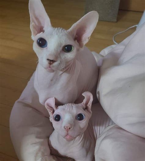블라인드 블라블라 스핑크스 고양이는 사랑이야