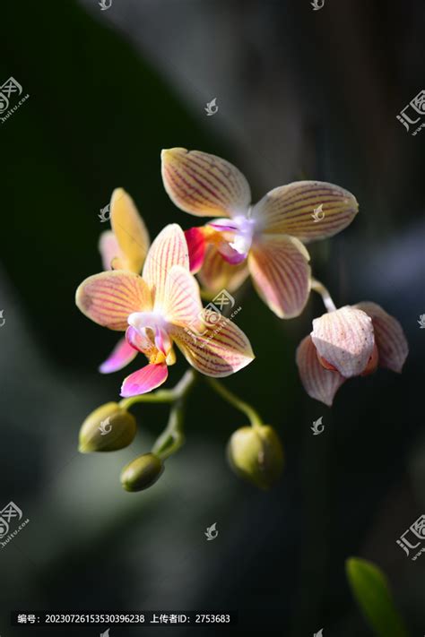 蝴蝶兰 花卉 植物花草 摄影素材 汇图网www huitu