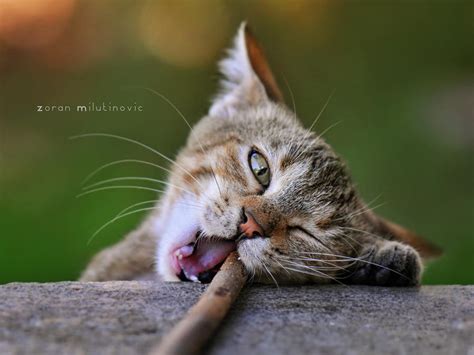 Crazy And Funny Face By Zoranphoto On Deviantart