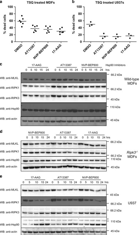Mlkl Levels Are Modestly Reduced By Hsp90 Inhibition A Mdfs Were