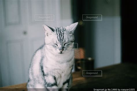 猫の写真画像素材 Snapmartスナップマート