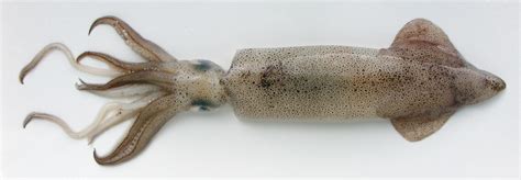 Inktvis Aziatische Ingrediënten Nl