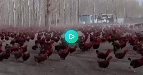 Eggcellant Album On Imgur