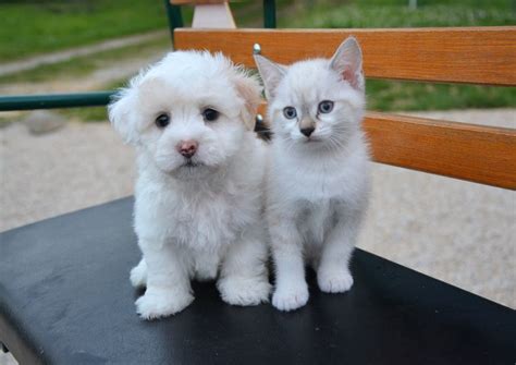 😃 Скачать фото черных белых милых кошек на рабочий стол для срисовки