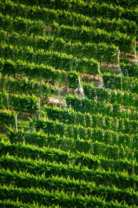 울창한 녹색 숲 위를 날아가는 비행기 사진 Unsplash의 농장 이미지