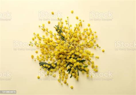 베이지 색 배경에 미모사 꽃과 아름다운 꽃 구성 플랫 레이 0명에 대한 스톡 사진 및 기타 이미지 0명 계절 공휴일