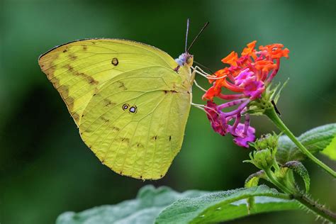 Common Grass Yellow Butterfly Photograph By Vishwanath Bhat Fine Art