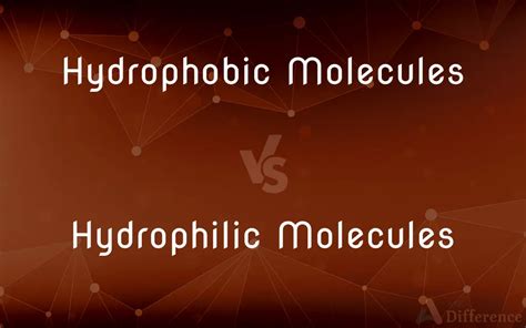 Hydrophobic Molecules Vs Hydrophilic Molecules — Whats The Difference