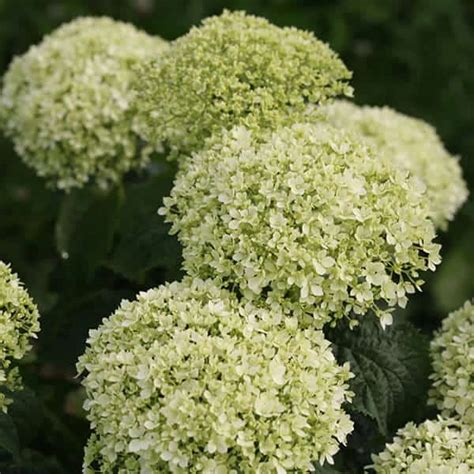 Invincibelle® Limetta Smooth Hydrangea Grown By Overdevest